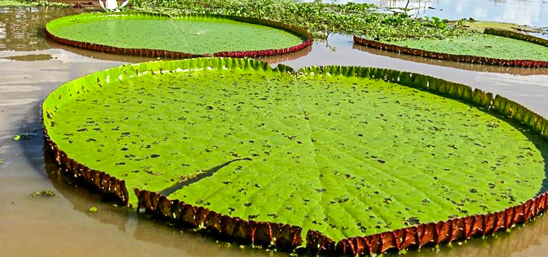 Top 3 Experiencias en el Amazonas - Awake