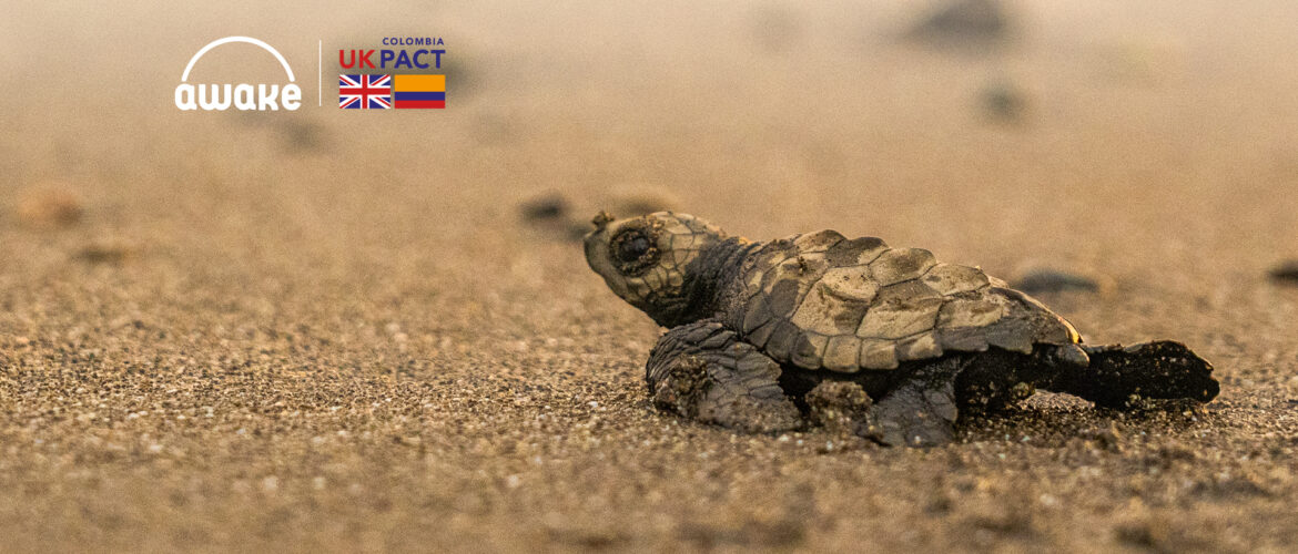 Cómo llegar a Bahía Solano: conoce la biodiversidad del Pacífico | Awake