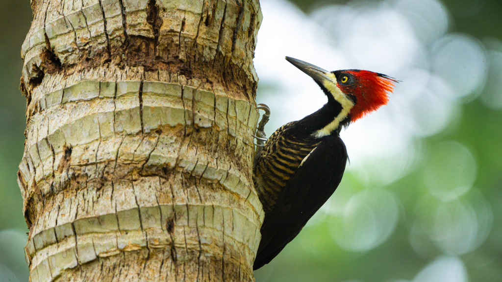 Avistamiento de aves en Colombia: ¿qué necesitas saber? | Awake