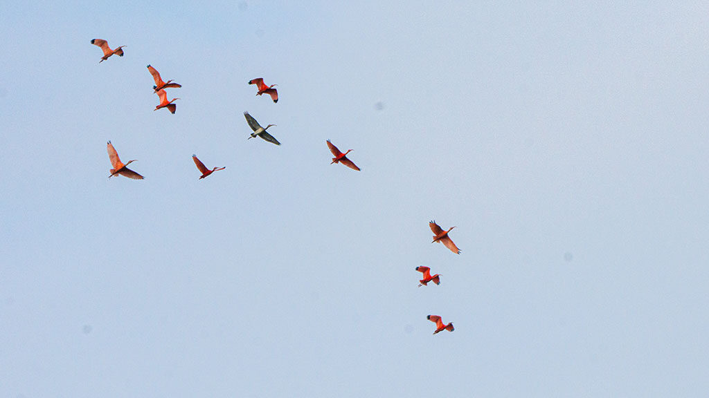 Avistamiento de aves en Colombia: ¿qué necesitas saber? | Awake