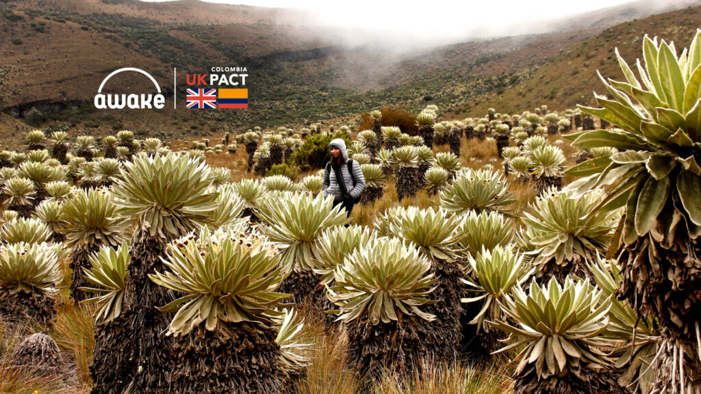 Páramos en emergencia: ¿qué pasa con los osos de anteojos? | Awake