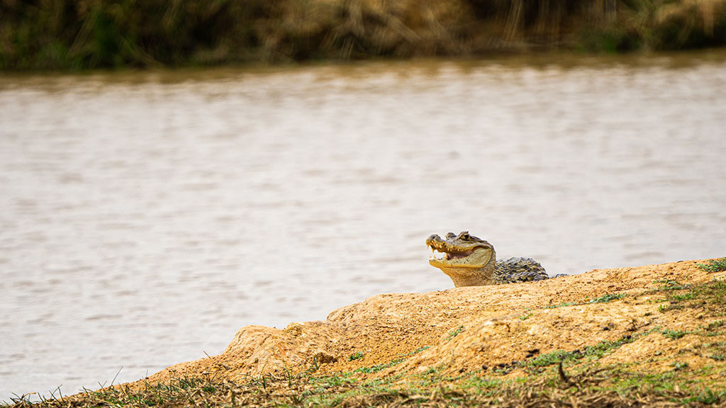 Casanare: ¿qué planes de naturaleza puedes hacer en 4 días? | Awake