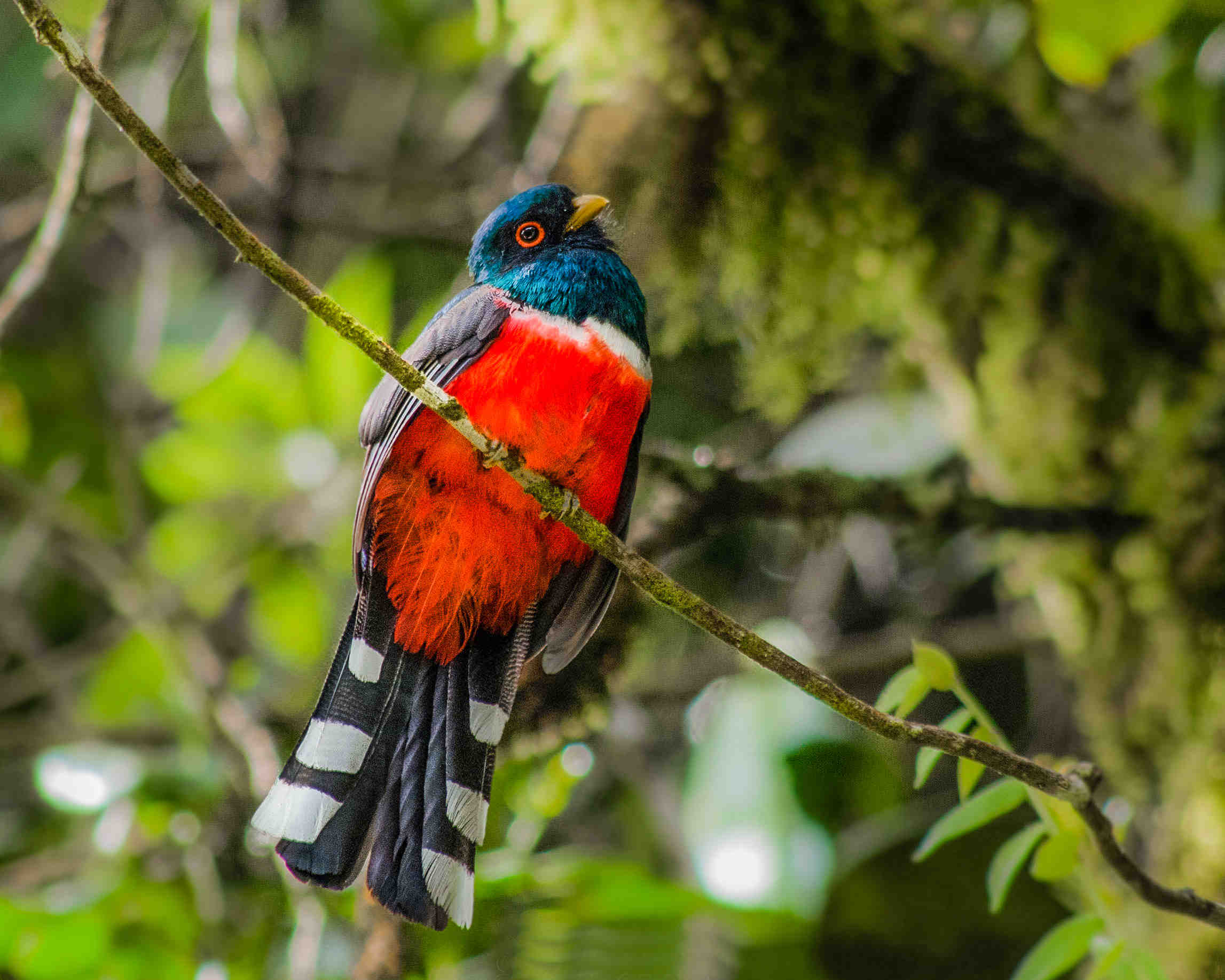 Awake Travel | Avistamiento de aves en el Valle del Cocora desde Salento