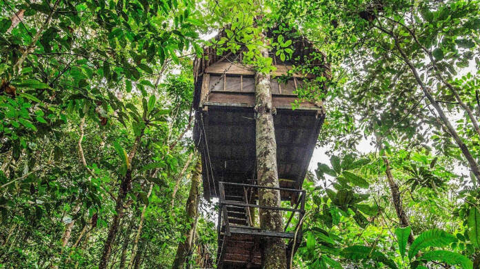 Explora la Reserva natural y descansa en cabañas en los árboles en el ...